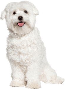 Springfield Veterinarian | Pet Medical Center of Springfield